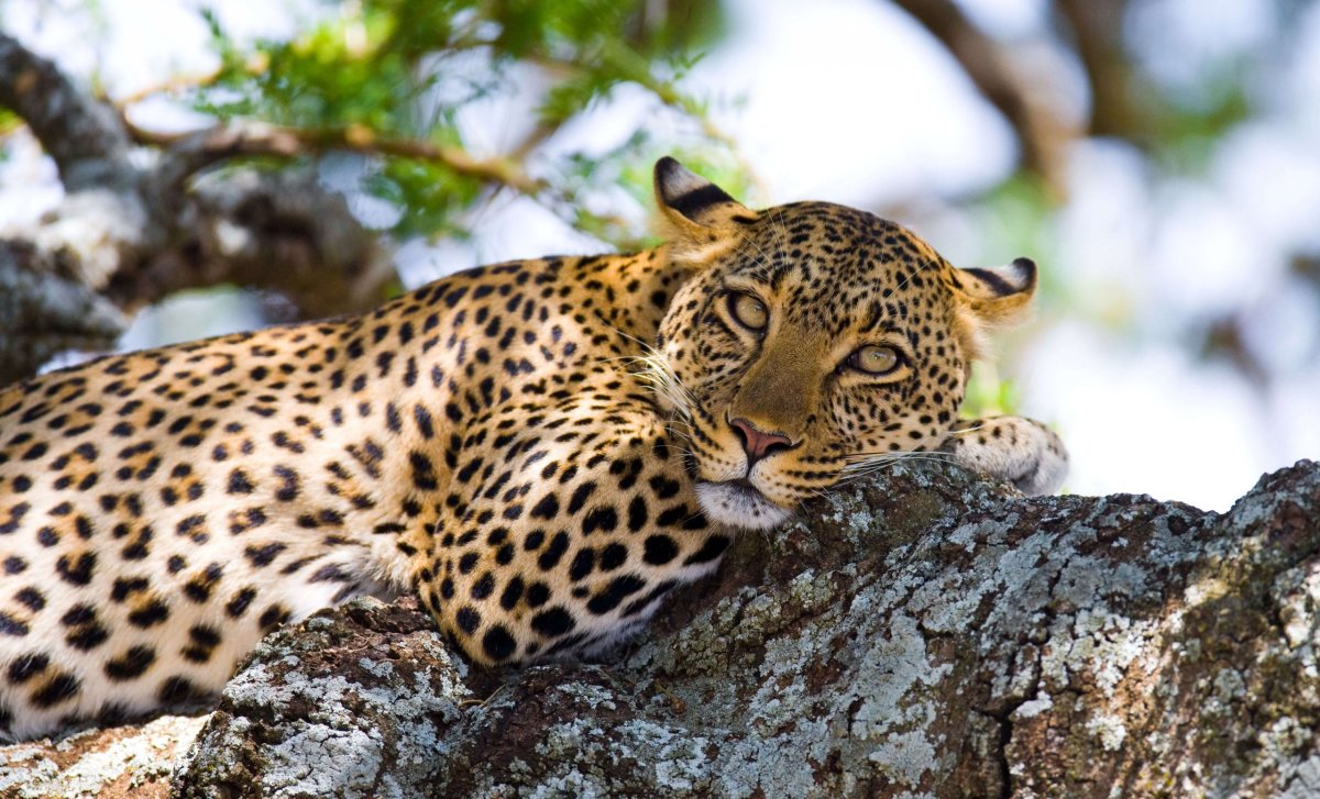Arusha, Tanzania - allt du behöver veta